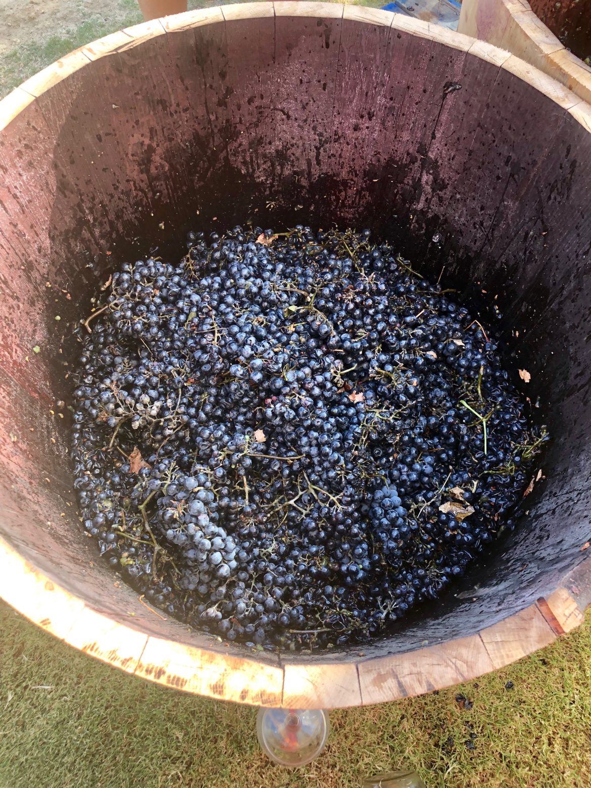 A Celebration of Harvest and a Grape Stomp – Living Frenchly